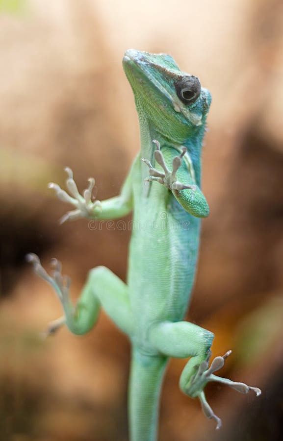Basilisk stock image. Image of green, plume, rain, plumed - 22562761