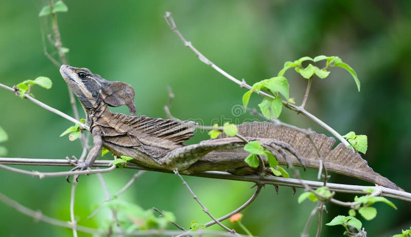 Basilisk stock image. Image of wildlife, color, basilisk - 24663671