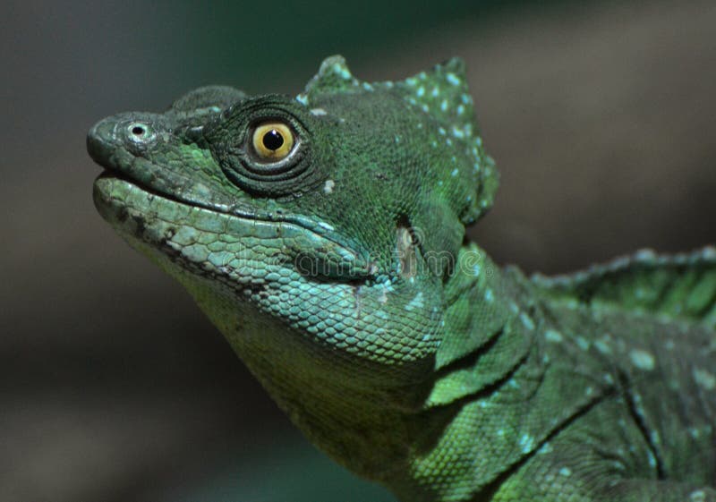 Basilisk Lizard stock photo. Image of scale, turtle - 351474106