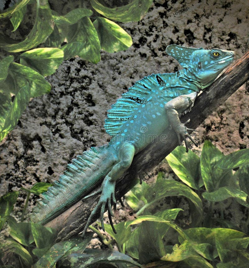 Basilisk-Echse stockbild. Bild von tier, auge, wildnis - 2441849