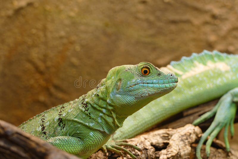 Female Green Basilisk, Basiliscus Plumifrons Stock Photo - Image of ...