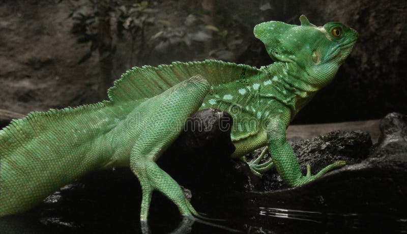 Basilisk stock photo. Image of creature, reptiles, nature - 34886912