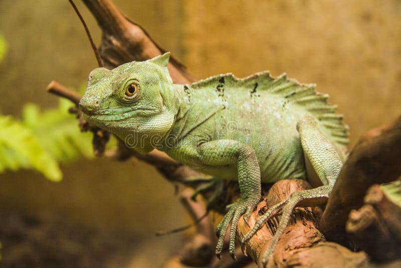 Basilisk stock photo. Image of frilled, casque, iguana - 45568532
