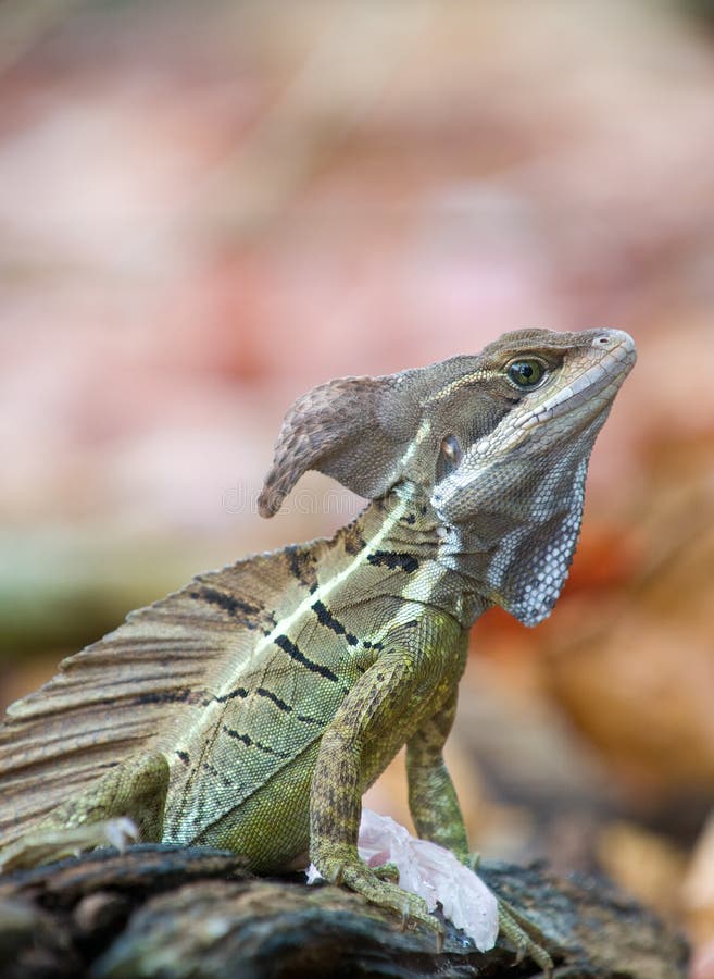 Jesus Lizard Images Jesus Lizards Are Running Wild Across Florida