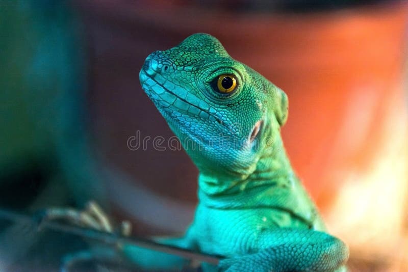 Basilisk, Basilisk leaned on the fence like a