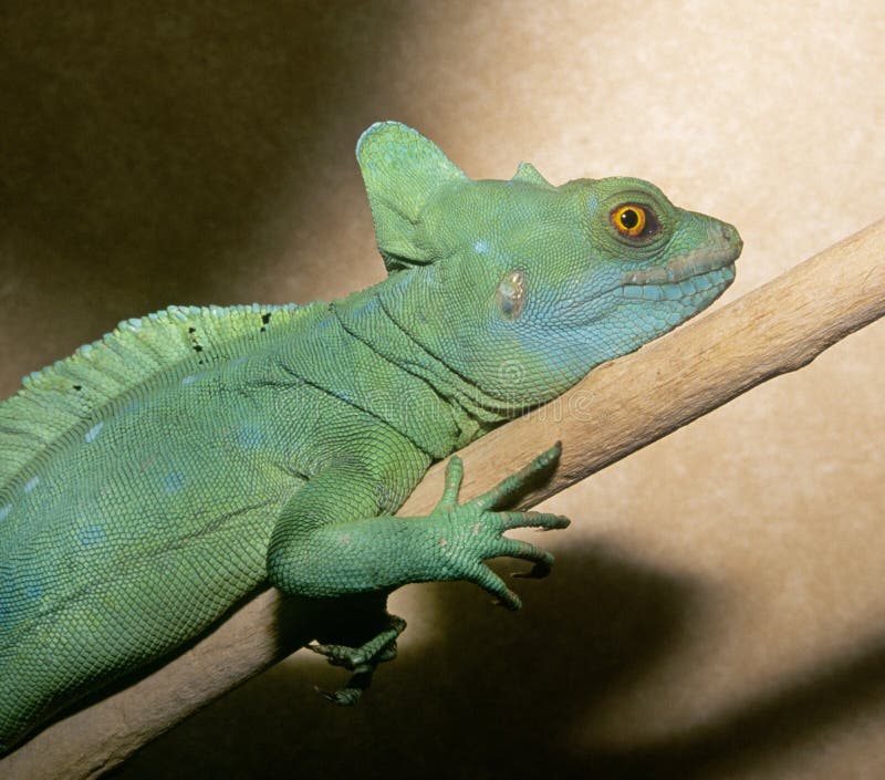 Basilisk lizard stock image. Image of animal, forest - 17946007