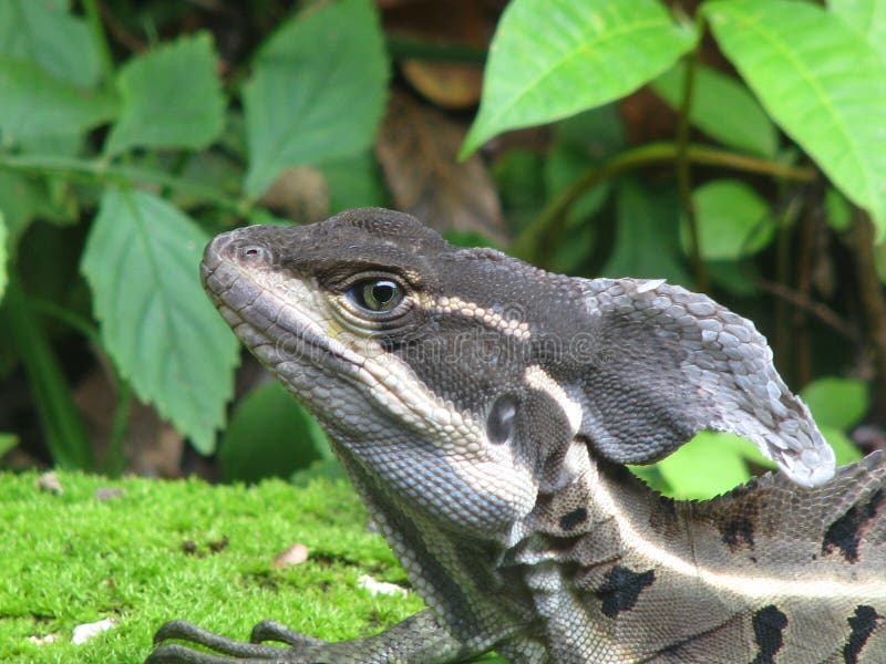 Basilisk lizard stock photo. Image of gray, forest, trees - 25540254