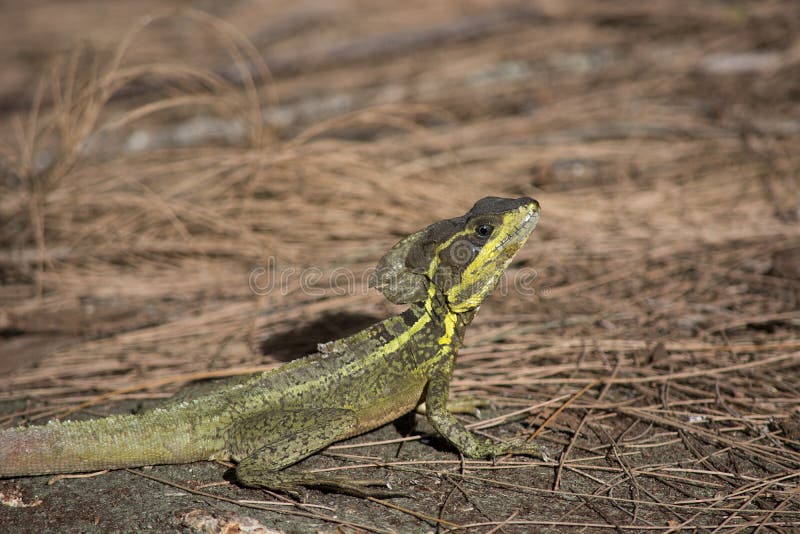 Basilisk Lizard Closeup while Sunning on a Rock in the Tall Grass Stock ...