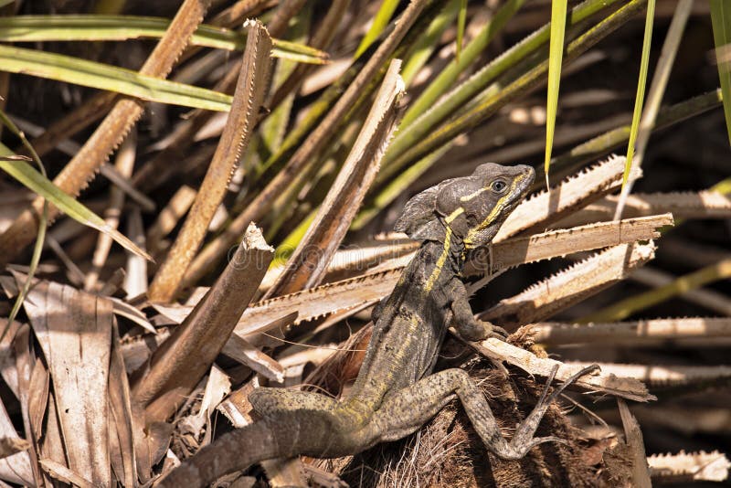 Basilisk Lizard Climbing the Palm Frond Stock Image - Image of outdoor ...