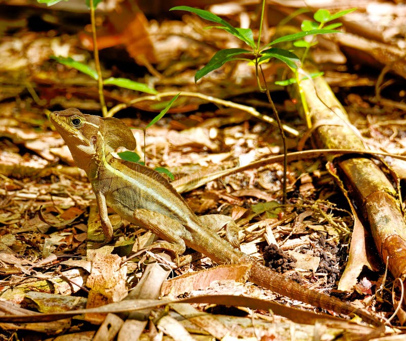 Lizard Sitting in the Sun in the Mountains of Gobustan. Azerbaijan ...