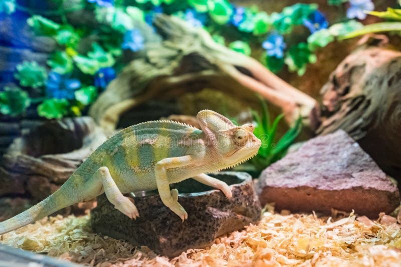 The basilisk on a rock stock image. Image of close, basilisk - 117680195