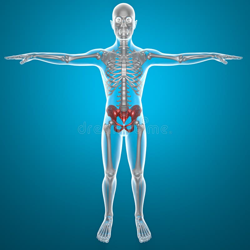Basin Pelvis Human Body X-ray Stock Illustration - Illustration of ...