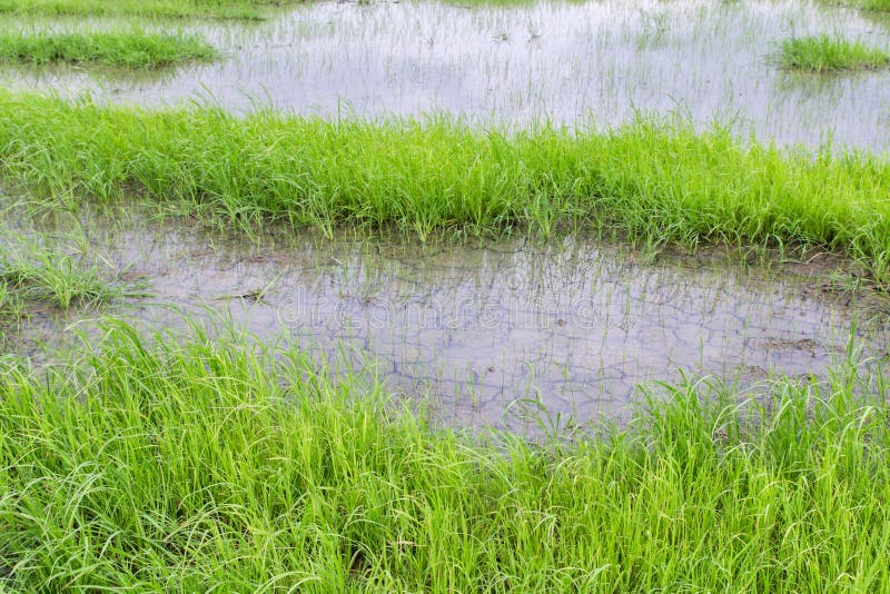Basins Water Rice Farm Stock Photos - Free & Royalty-Free Stock Photos ...