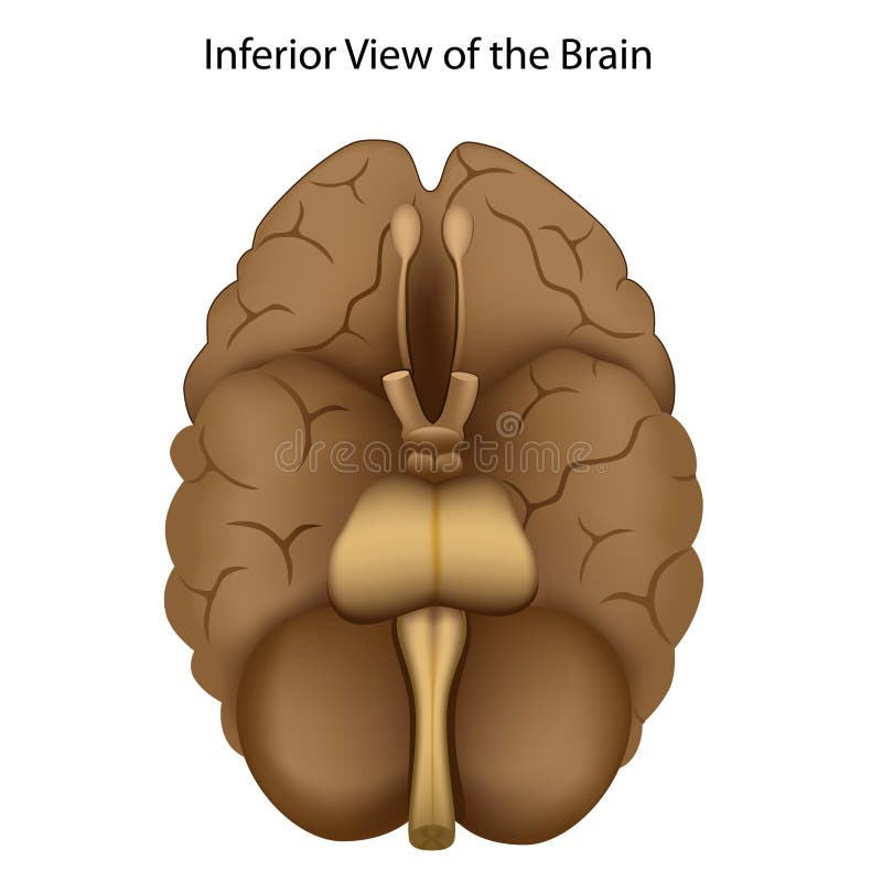 Basis van de hersenen vector illustratie. Illustratie bestaande uit ...