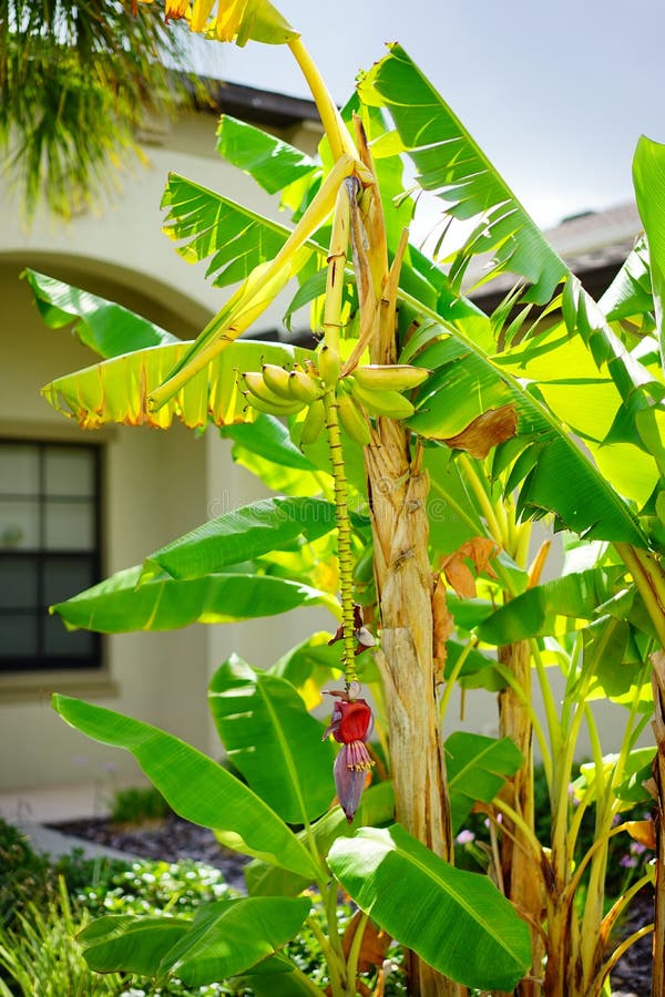 Basjoo De Musa, Bananier Japonais Image stock - Image du manger, formel ...