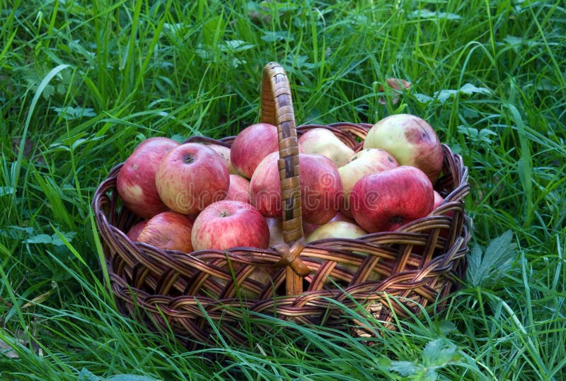 Basket of apples stock image. Image of basket, tasty - 21003455