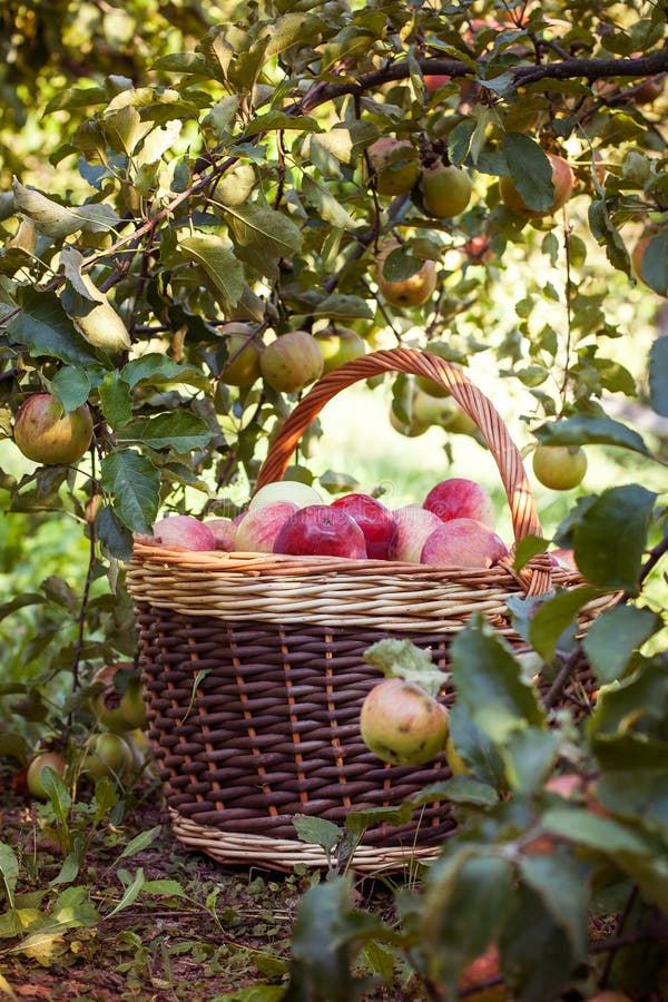 Basket with Apples Under the Tree Stock Image - Image of food, apples ...