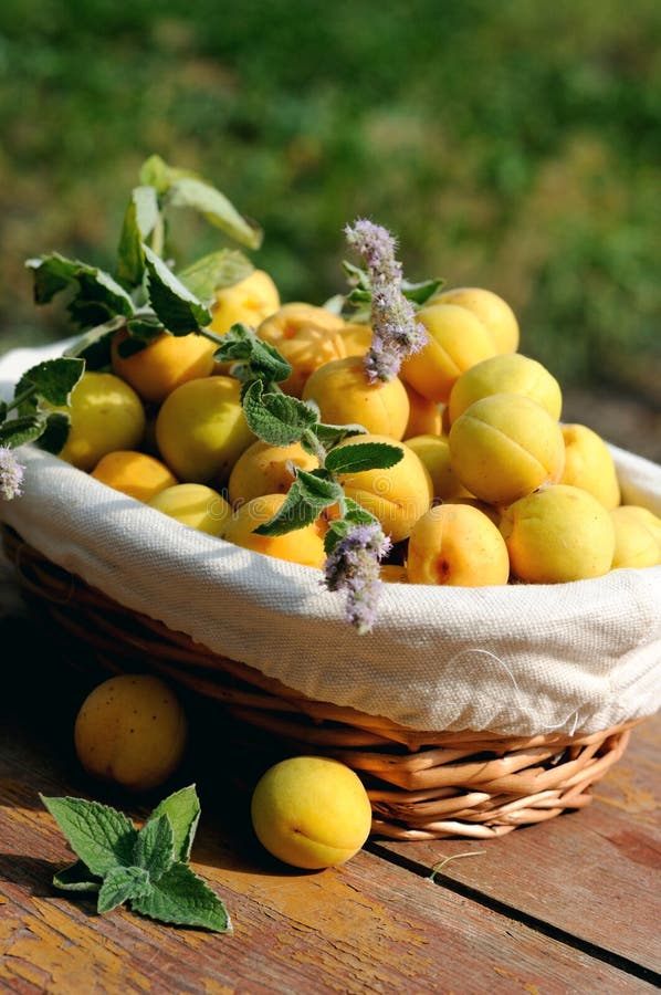 Mint Leaf stock photo. Image of healthy, fresh, herbal - 25096800