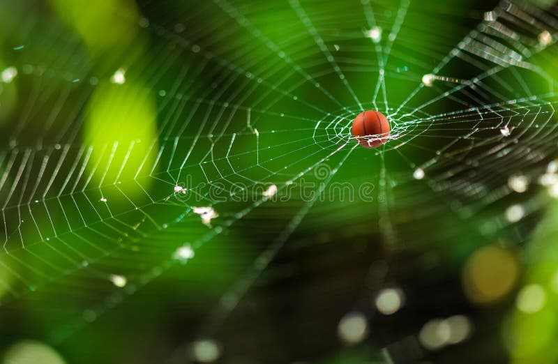 Basket Ball Slam Dunk in Spider Web Stock Photo - Image of outdoor ...