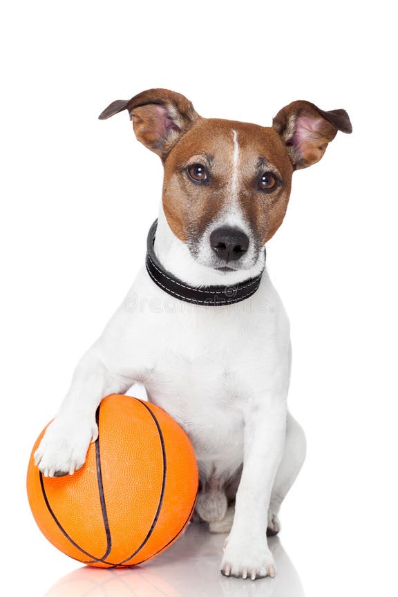 Basket ball winner dog stock photo. Image of joke, competition - 26658418
