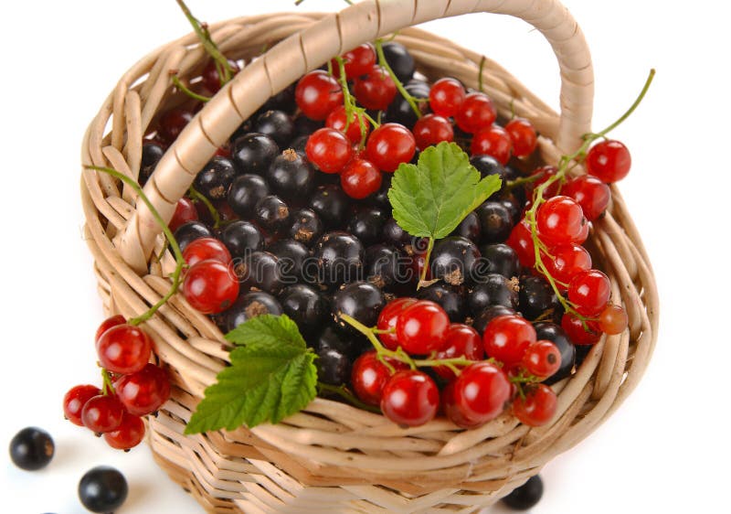 Basket of berries stock photo. Image of garden, freshness - 35255108