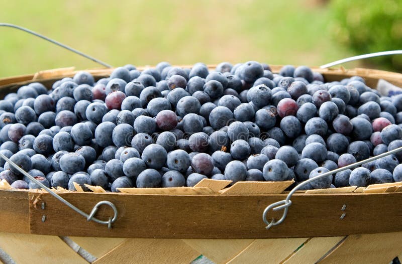 Summer Blueberries stock photo. Image of flavor, nature - 5887678