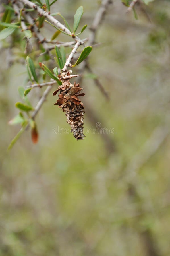 Basket Bug or Oiketicus Kirbyi Stock Photo - Image of oiketicus ...