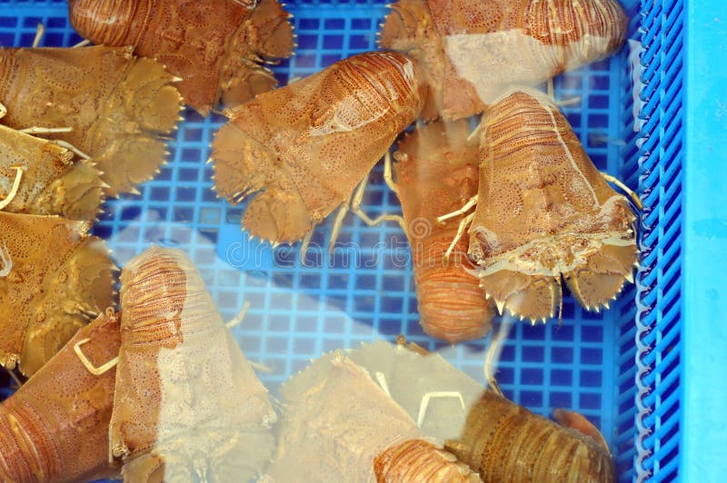Basket of Crayfish in a Fish Shop Stock Image - Image of freshness ...