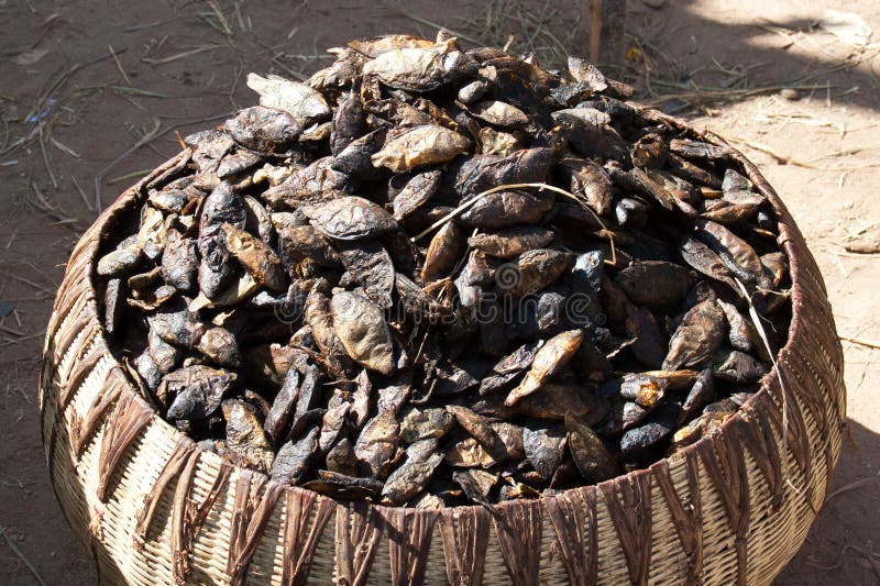 Basket of dried fish. stock photo. Image of travel, manufacturer - 21232444