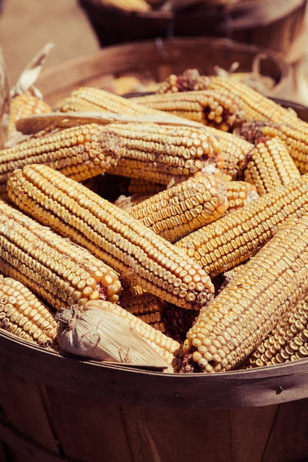 Cob meal Ground corn cob stock image. Image of forage - 25391499