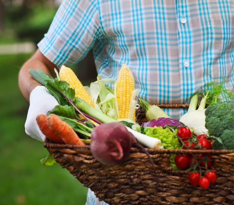 Basket Filled Fresh Vegetables in Hands of a Man Stock Image - Image of ...
