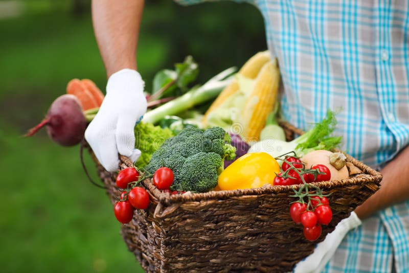 Basket Filled Fresh Vegetables in Hands of a Man Stock Photo - Image of ...