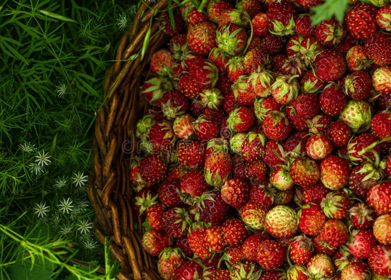 A Basket Filled with Wild Berries Stock Photo - Image of willowherb ...