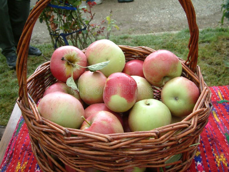 Basket of fresh apples stock photo. Image of juicy, harvest - 42352724