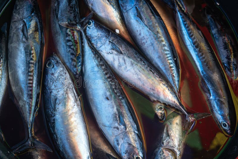 Basket with Fresh Fish in Local Asian Fish Market Stock Image - Image ...
