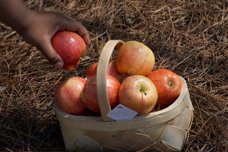 Basket of Fresh Hand Pick Apples Stock Image - Image of fruit, brunch ...