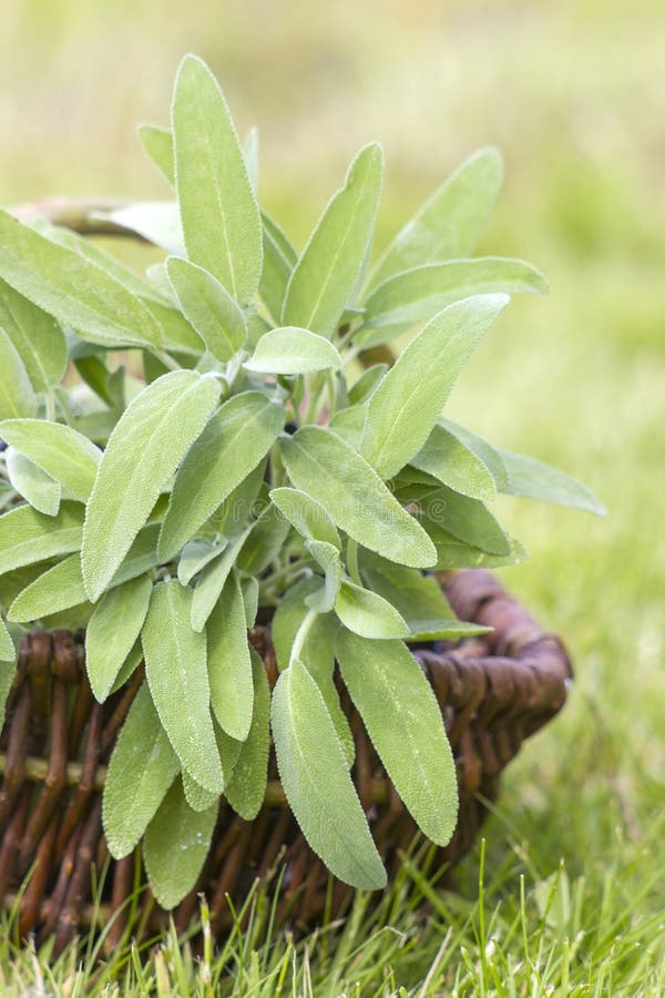 Basket with fresh sage stock image. Image of medical - 64484165