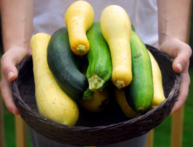 Basket of Fresh Squash stock photo. Image of healthy, wholesome - 2789514