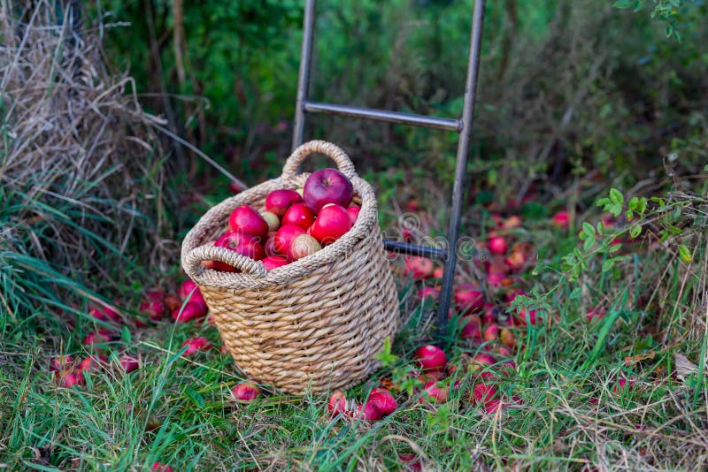 Basket full of apples stock photo. Image of autumn, juicy - 260606682