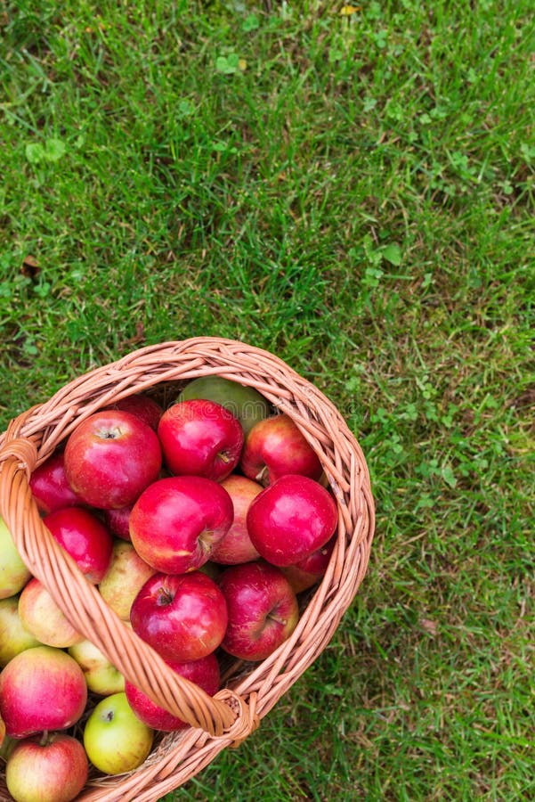 Basket full of apples stock photo. Image of active, ground - 59727812