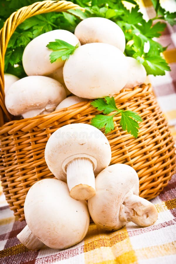 Champignon mushroom stock image. Image of healthy, fresh - 13525493
