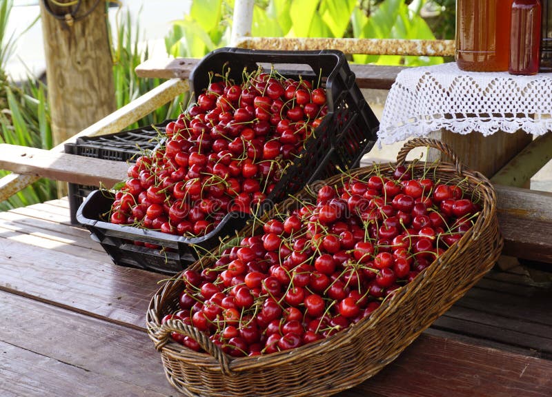 Basket Full Of Fresh Red Ripe Tasty Cherries On Farmer Market Place