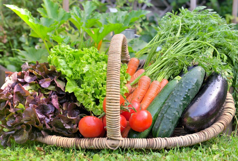 Basket Full of Fresh Vegetables in Garden Stock Image - Image of ...