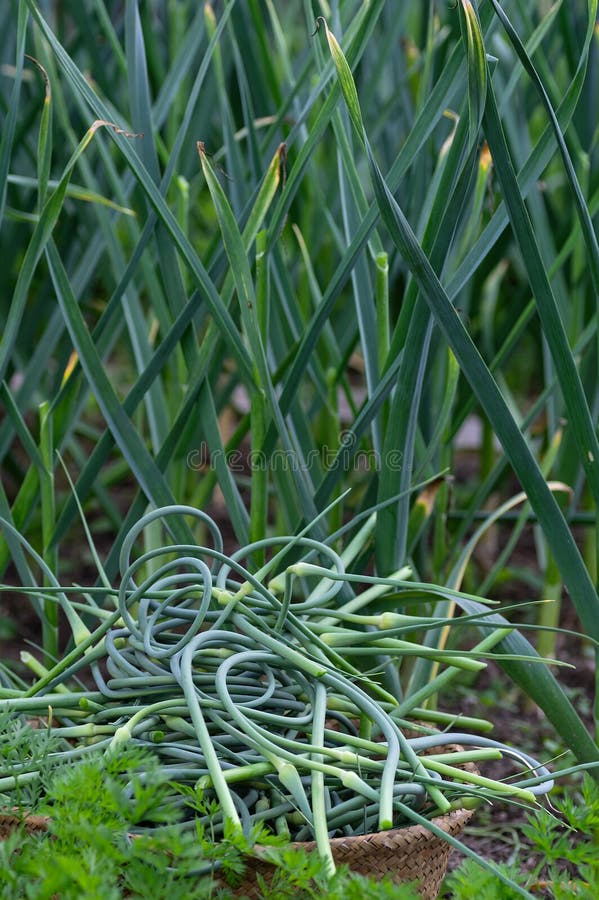 A Basket Full of Green Garlic Scapes. Stock Image - Image of ...