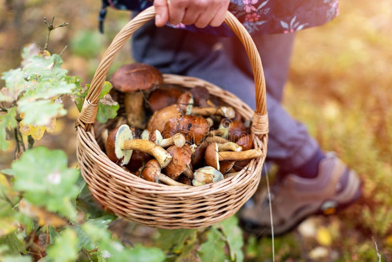 Picking Mushrooms in the Woods Stock Photo - Image of basket, fall ...
