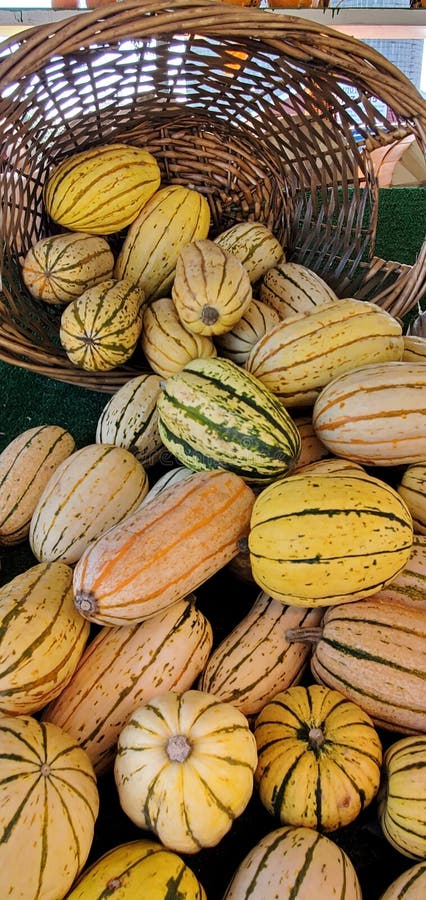 Basket Full of Orange and Green Striped Squash Stock Photo - Image of ...