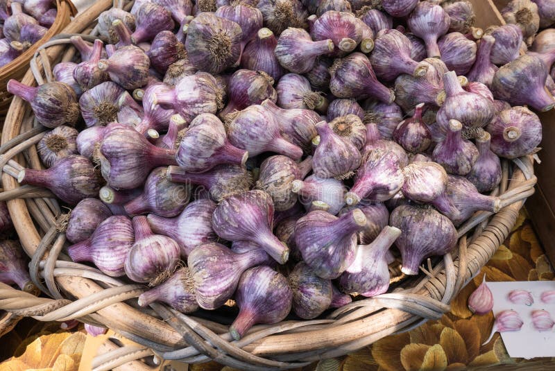 Basket Full of Purple Garlic Bulbs Stock Photo - Image of colorful ...
