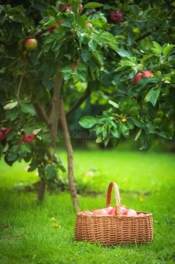 A Basket Full of Red Apples in the Orchard Under the Apple Tree Stock ...