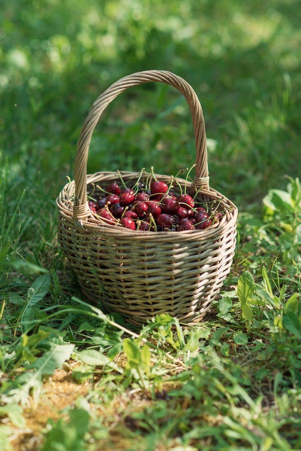 Basket Full Of Red Ripe Cherries On Garden Grass Cherries With