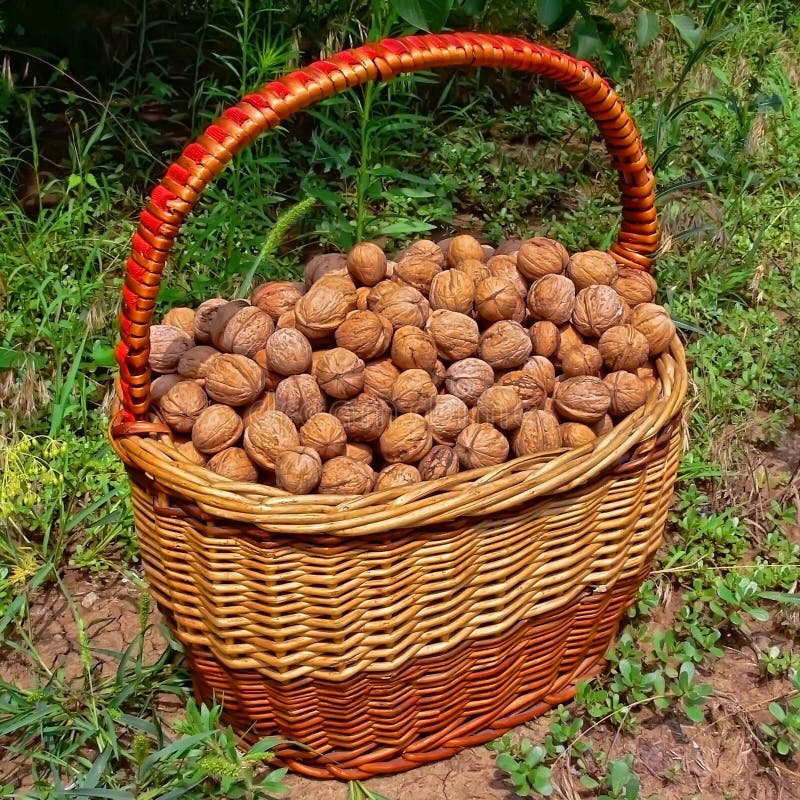 Harvesting walnuts stock photo. Image of harvesting - 380117016